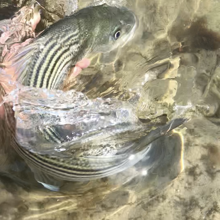 8 Tips for Keeping Fish Healthy – Current Angler