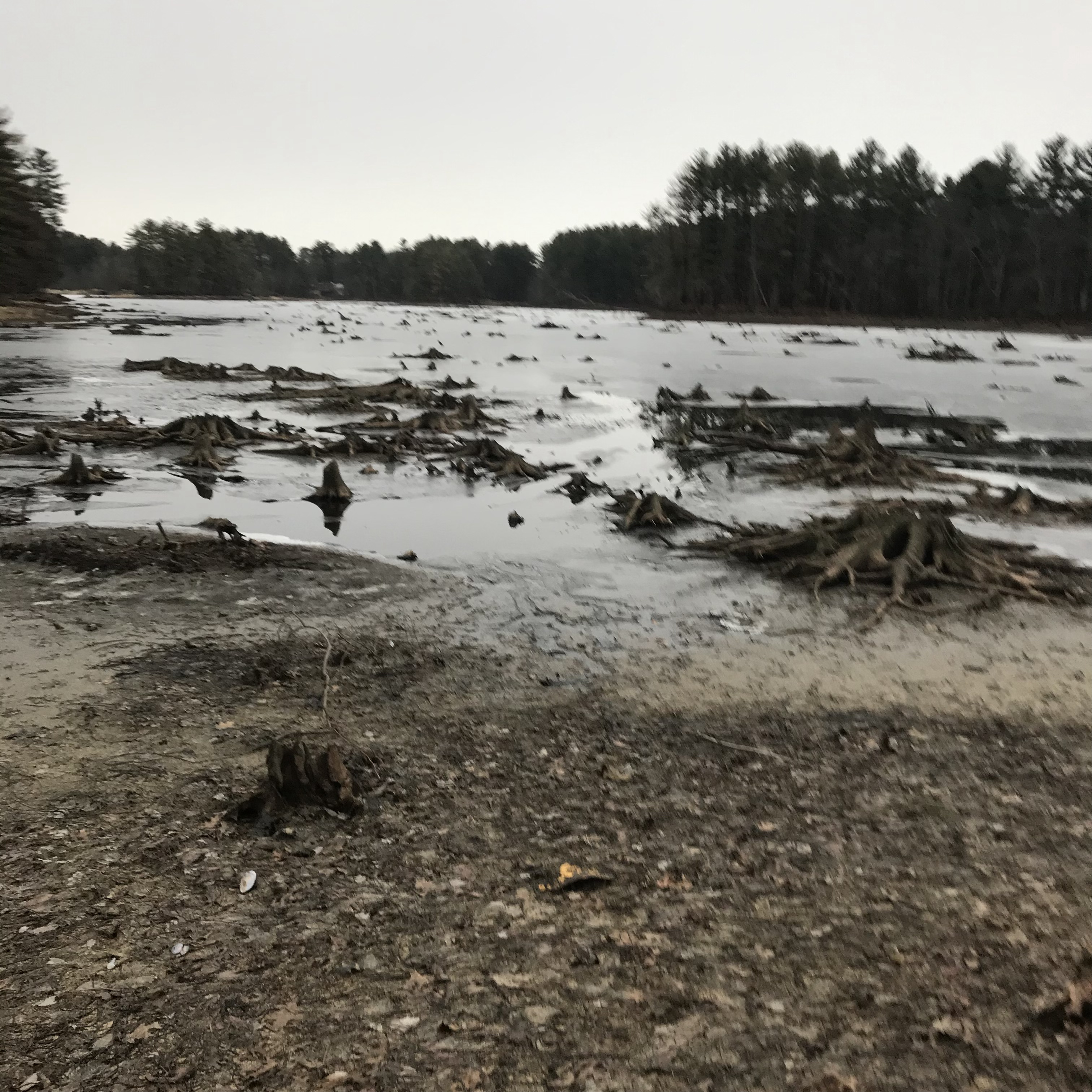 Field Pond Fishing Overview – Current Angler