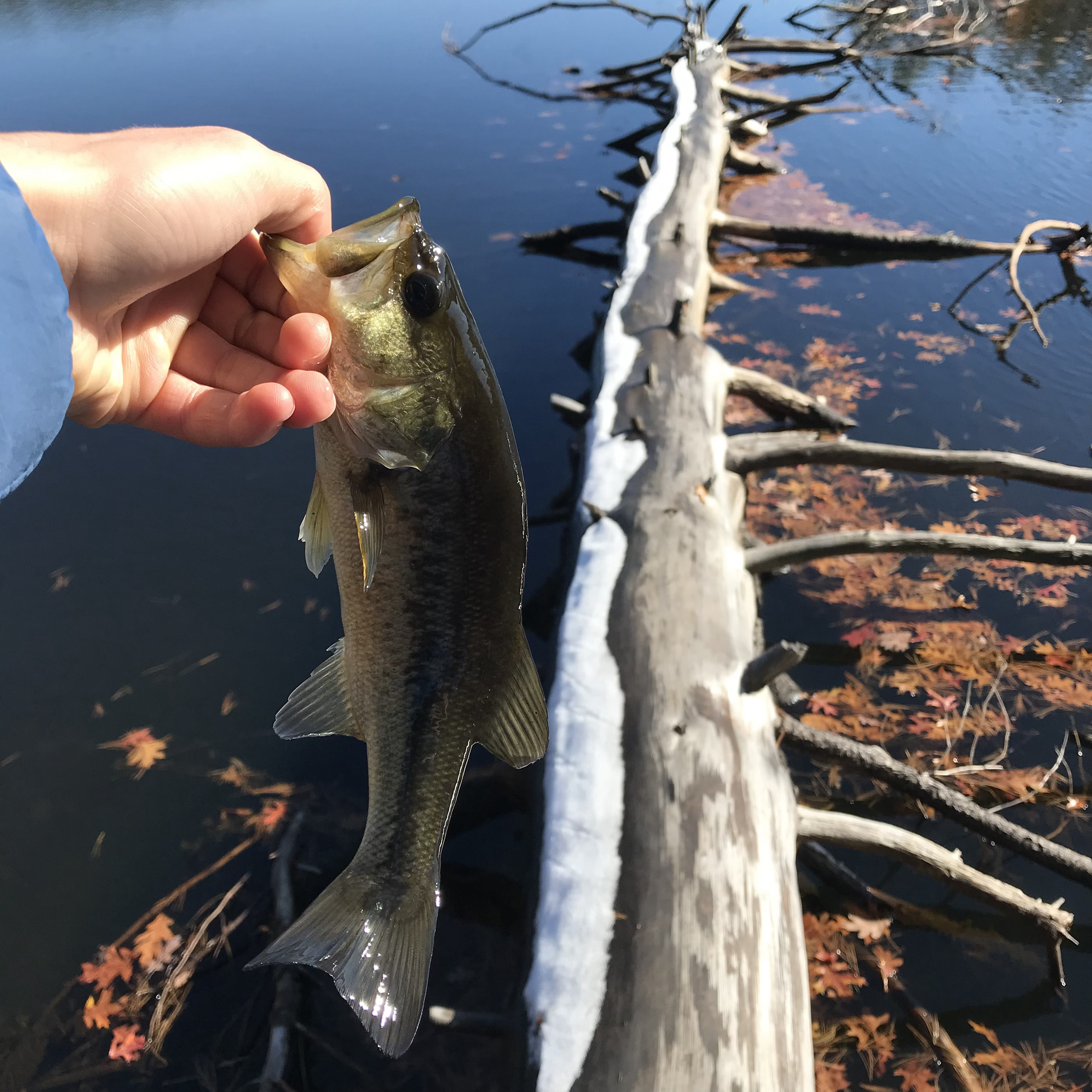 Field Pond Fishing Overview – Current Angler