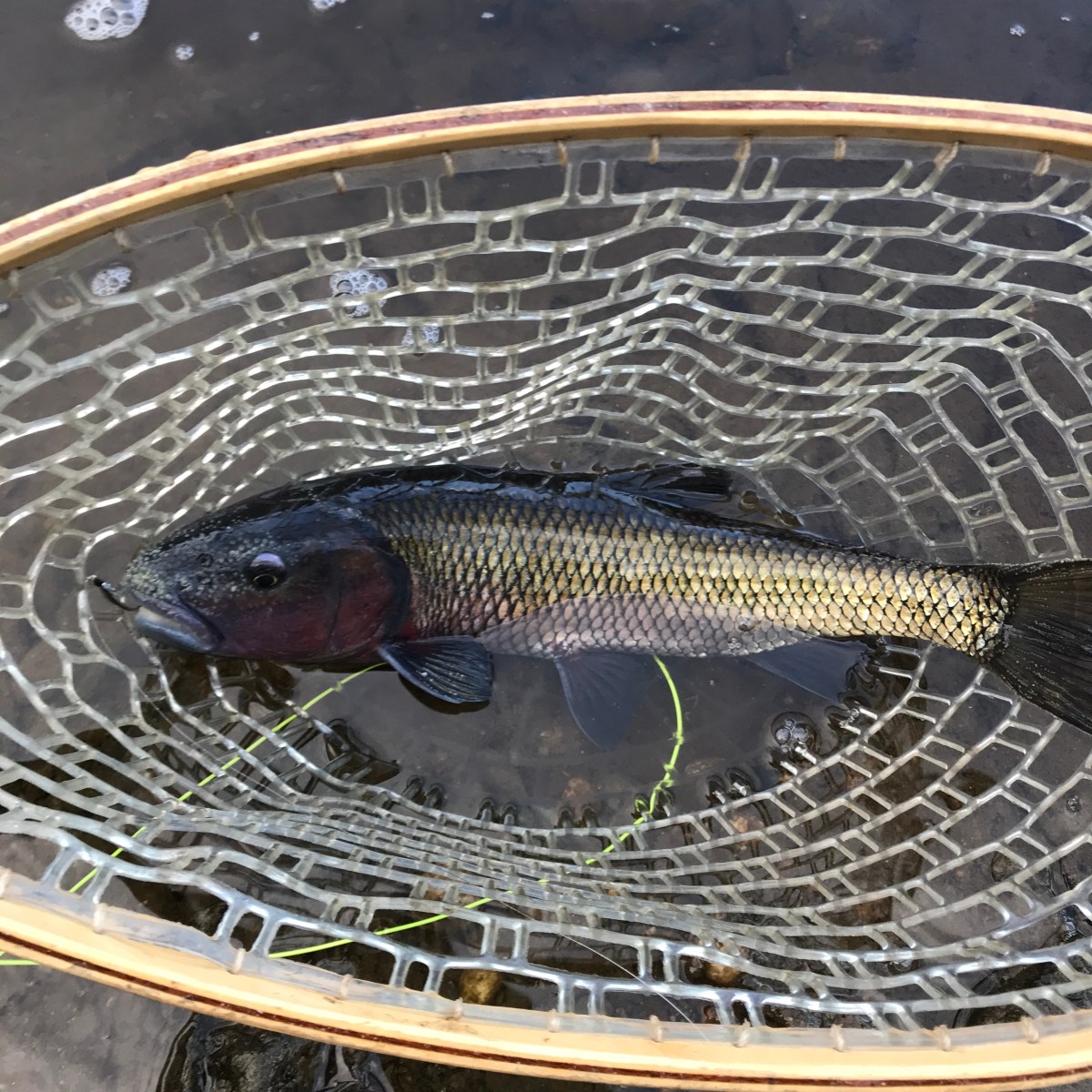 A Little Love for Fallfish – Current Angler