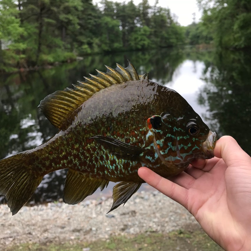 Native Fish Species of Massachusetts – Current Angler