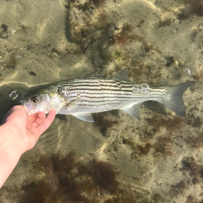 Native Fish Species of Massachusetts – Current Angler