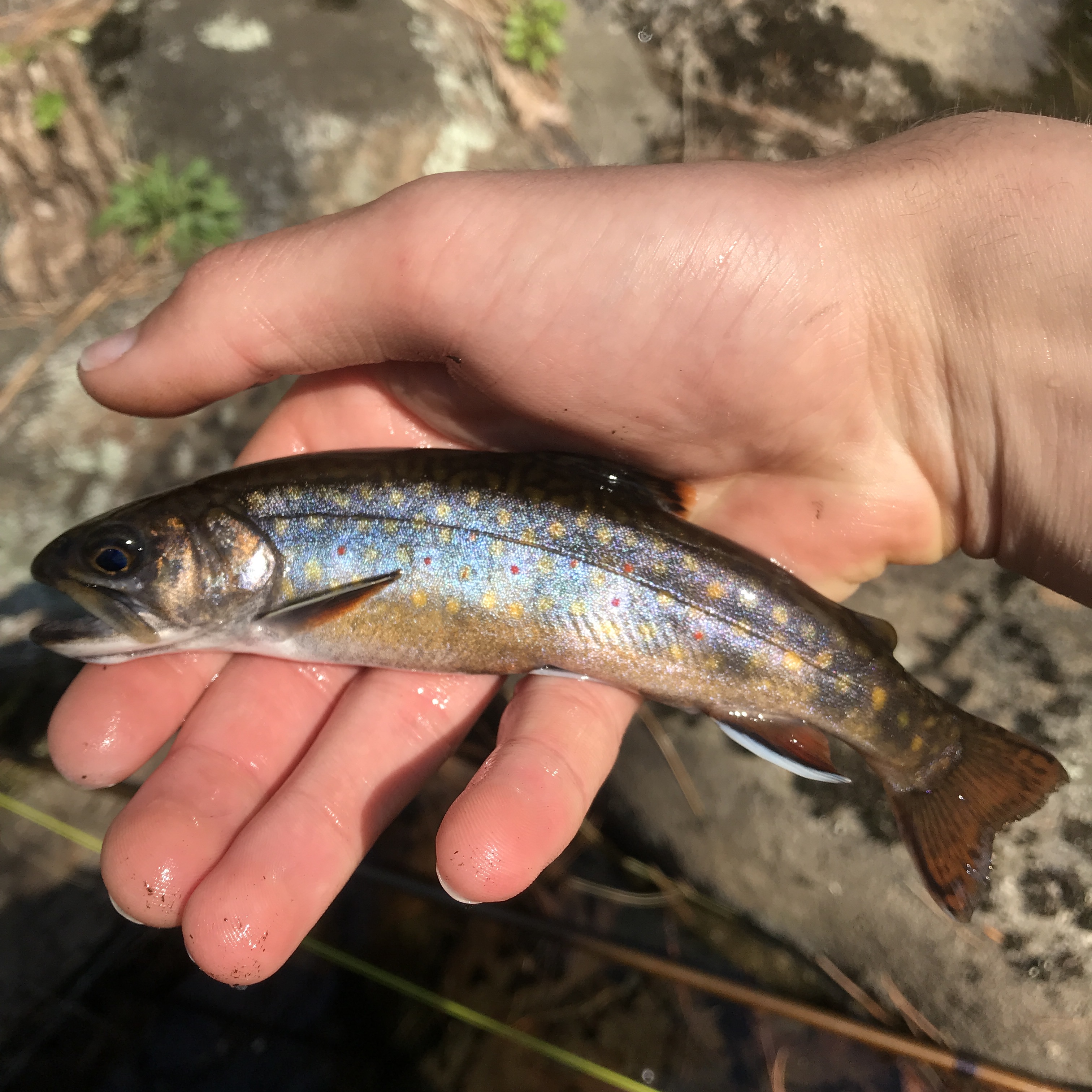 Native Fish Species of Massachusetts – Current Angler