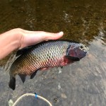 Native Fish Species of Massachusetts – Current Angler