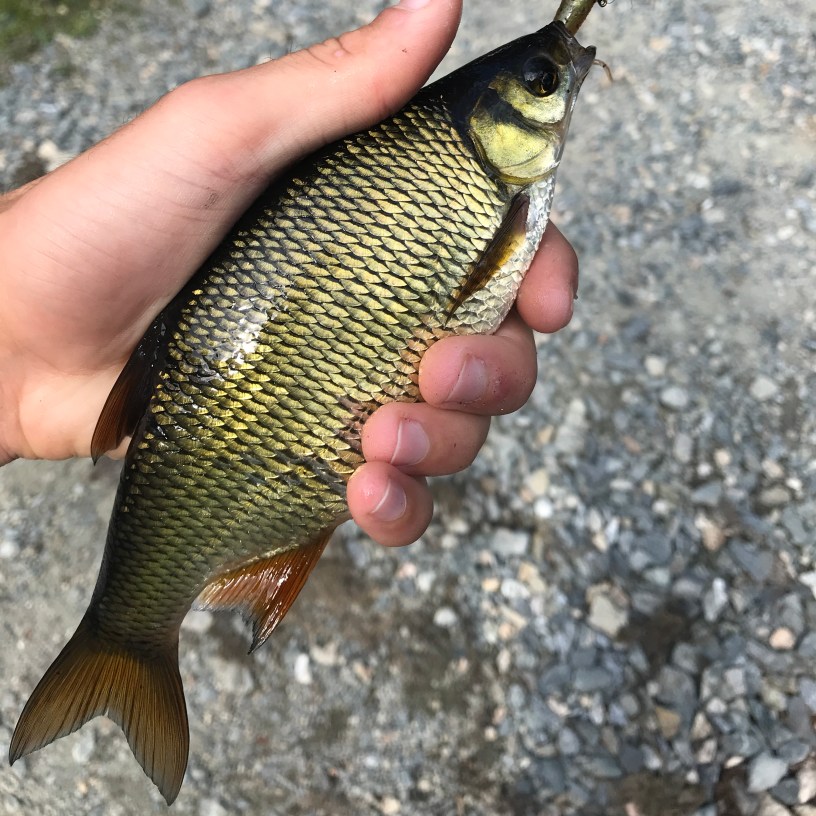 Native Fish Species of Massachusetts – Current Angler