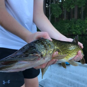 Native Fish Species of Massachusetts – Current Angler