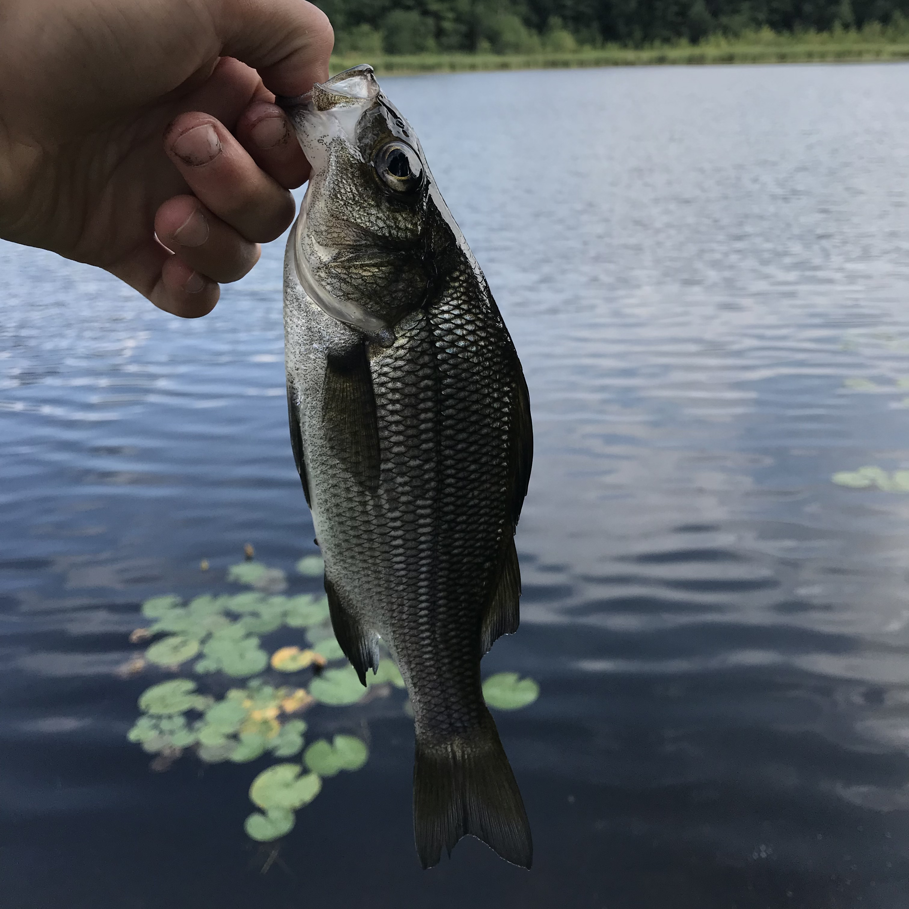 Native Fish Species of Massachusetts – Current Angler