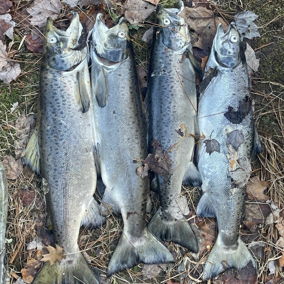 Fishing Ethically – Current Angler